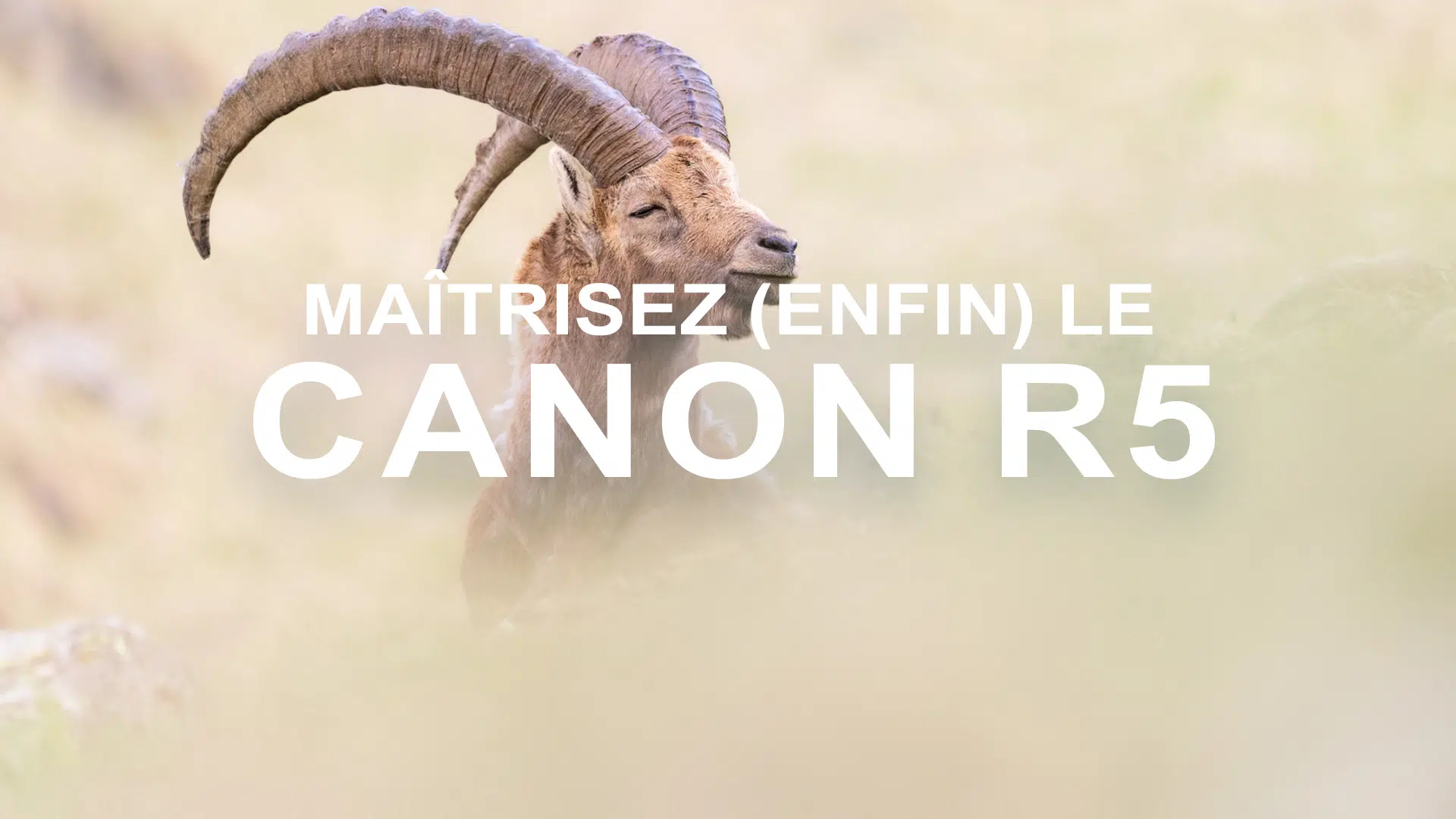 Maîtrisez le Canon R5 - Pose Nature